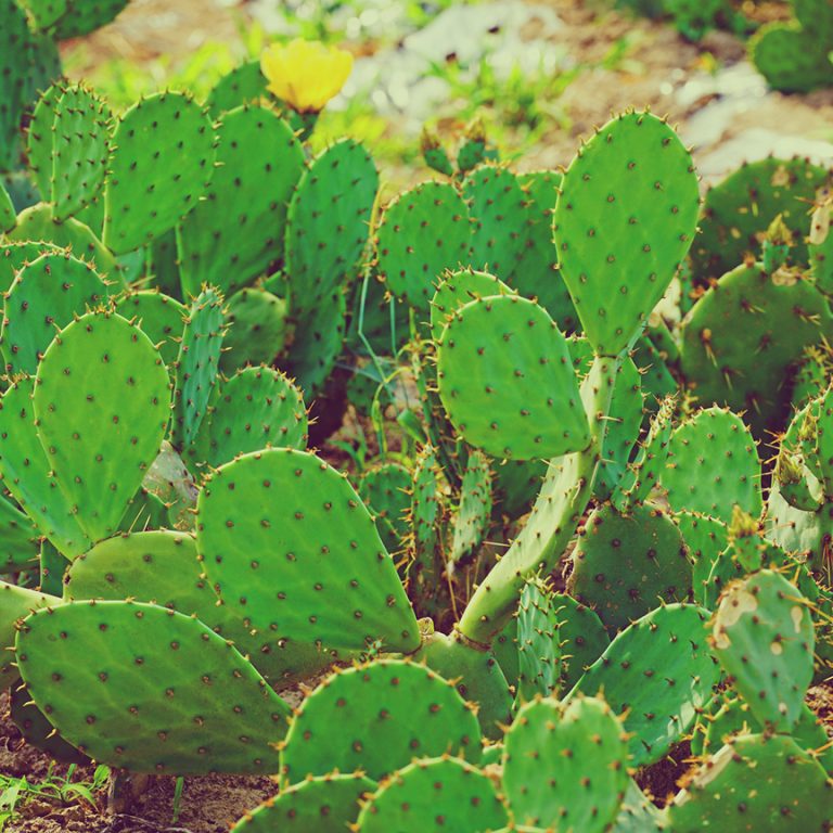 Millennium - E. EXCEL