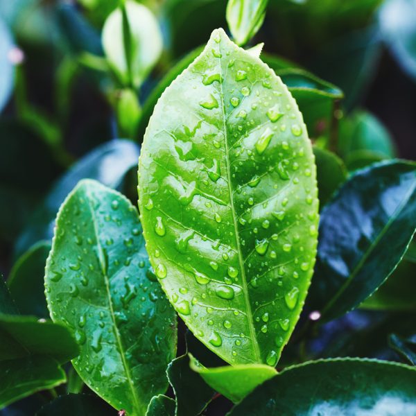 Phytotime Joy - E. EXCEL