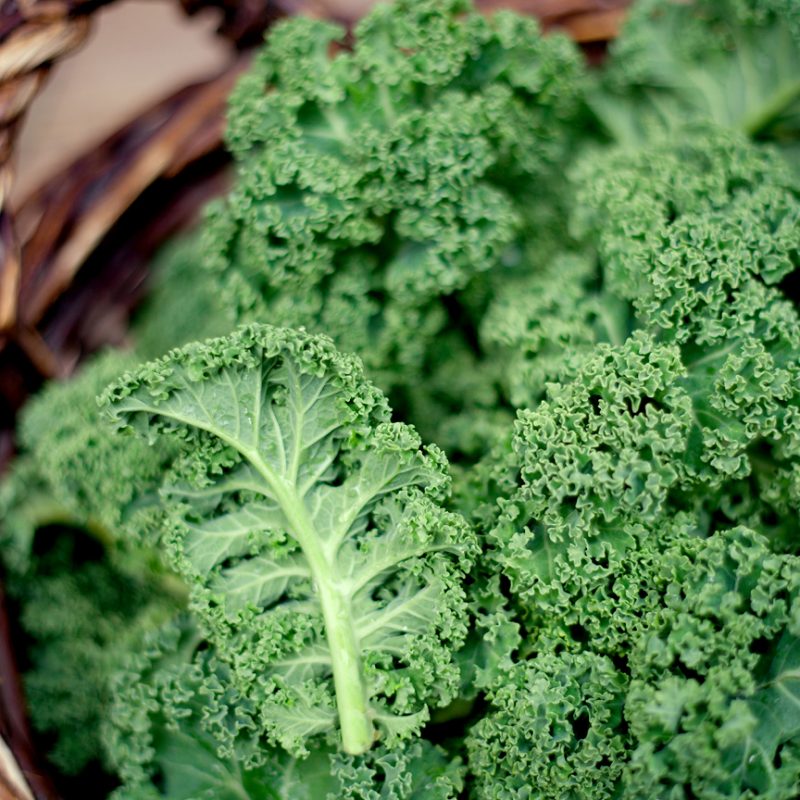 Nutrifresh Original - E. EXCEL