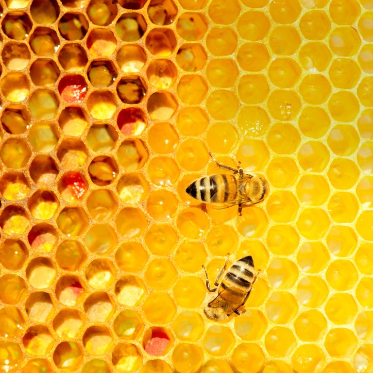 Millennium - E. EXCEL