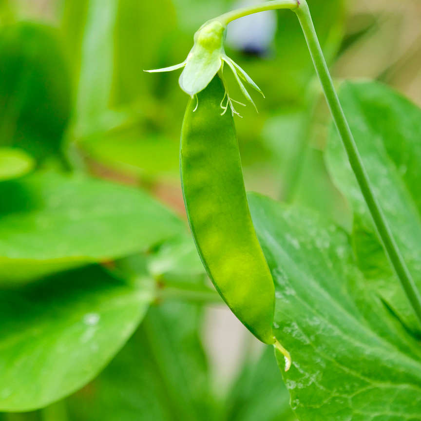 Nutrifresh Original - E. EXCEL