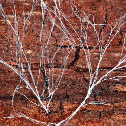 Millennium Powder beverage Gold Edition - E. EXCEL